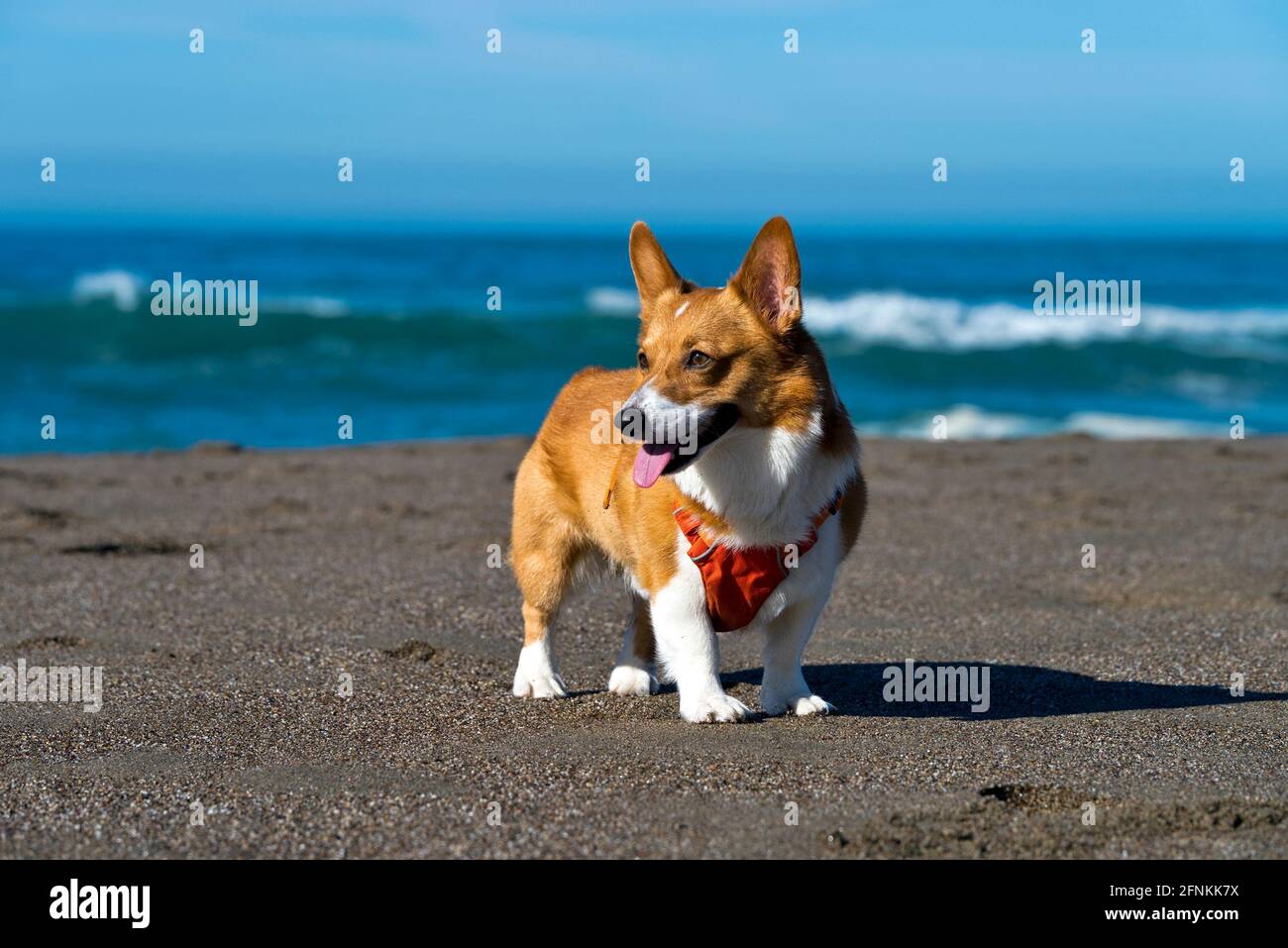 Corgi on the beach Stock Photo - Alamy