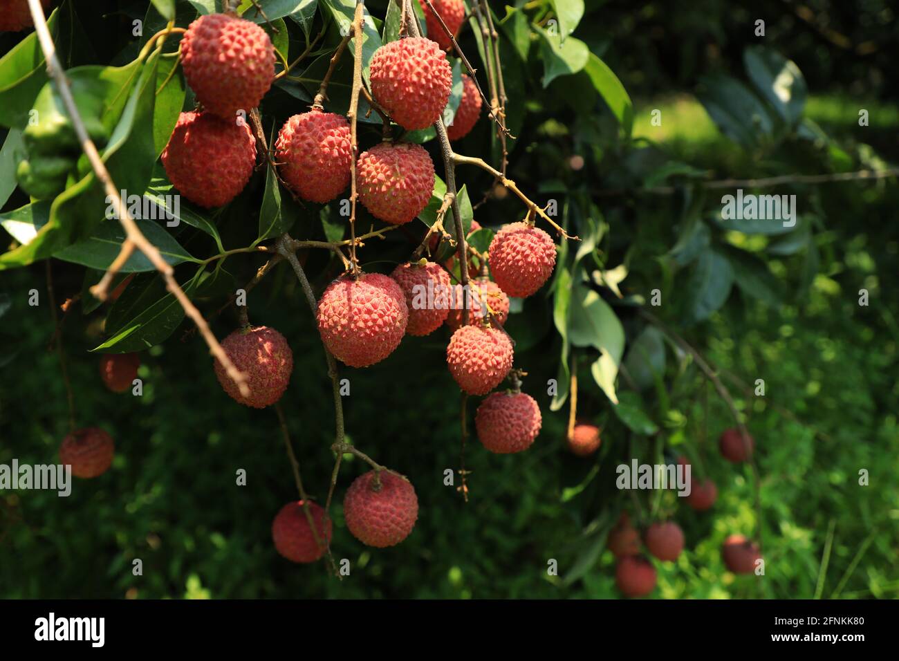 Lychee orchards hi-res stock photography and images - Alamy
