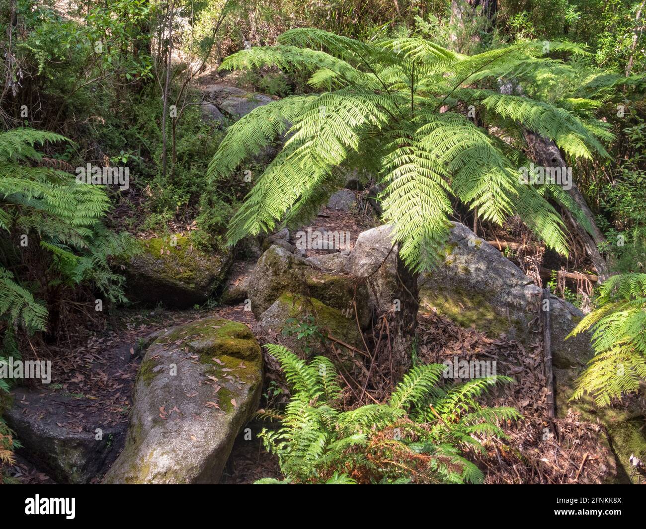 Walking track between North and Little Waterloo Bays - Wilsons ...