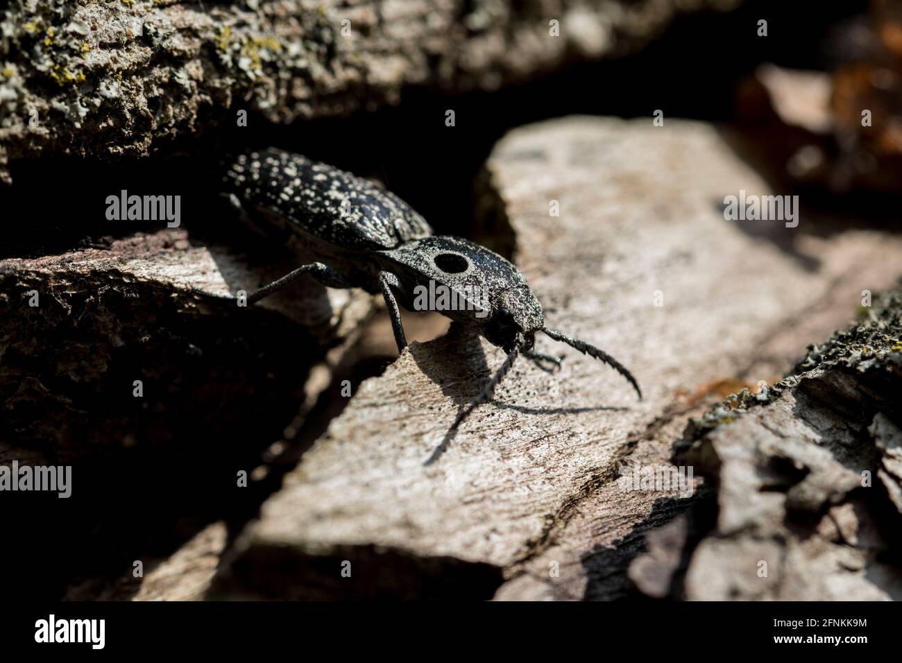 Rare click beetles hi-res stock photography and images - Alamy