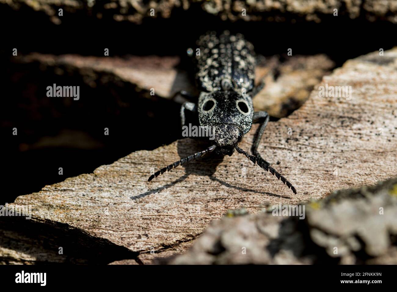 Snapping beetle hi-res stock photography and images - Alamy