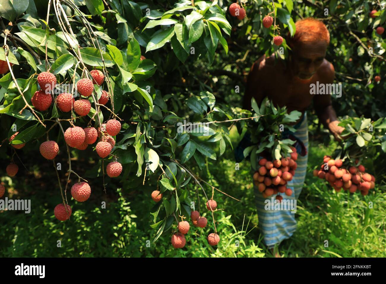 Lychee bangladesh hi-res stock photography and images - Alamy