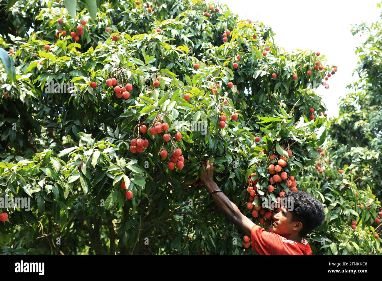 Lychee bangladesh hi-res stock photography and images - Alamy