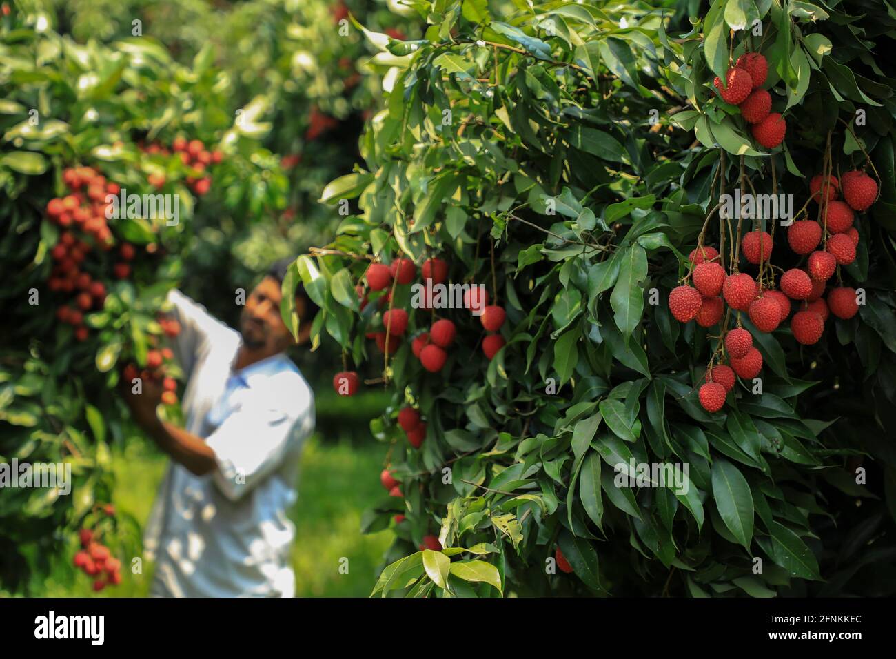 Lychee bangladesh hi-res stock photography and images - Alamy