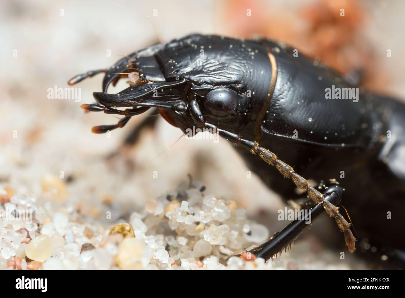 Macro photo of the ground beetle Broscus cephalotes on sand Stock Photo ...