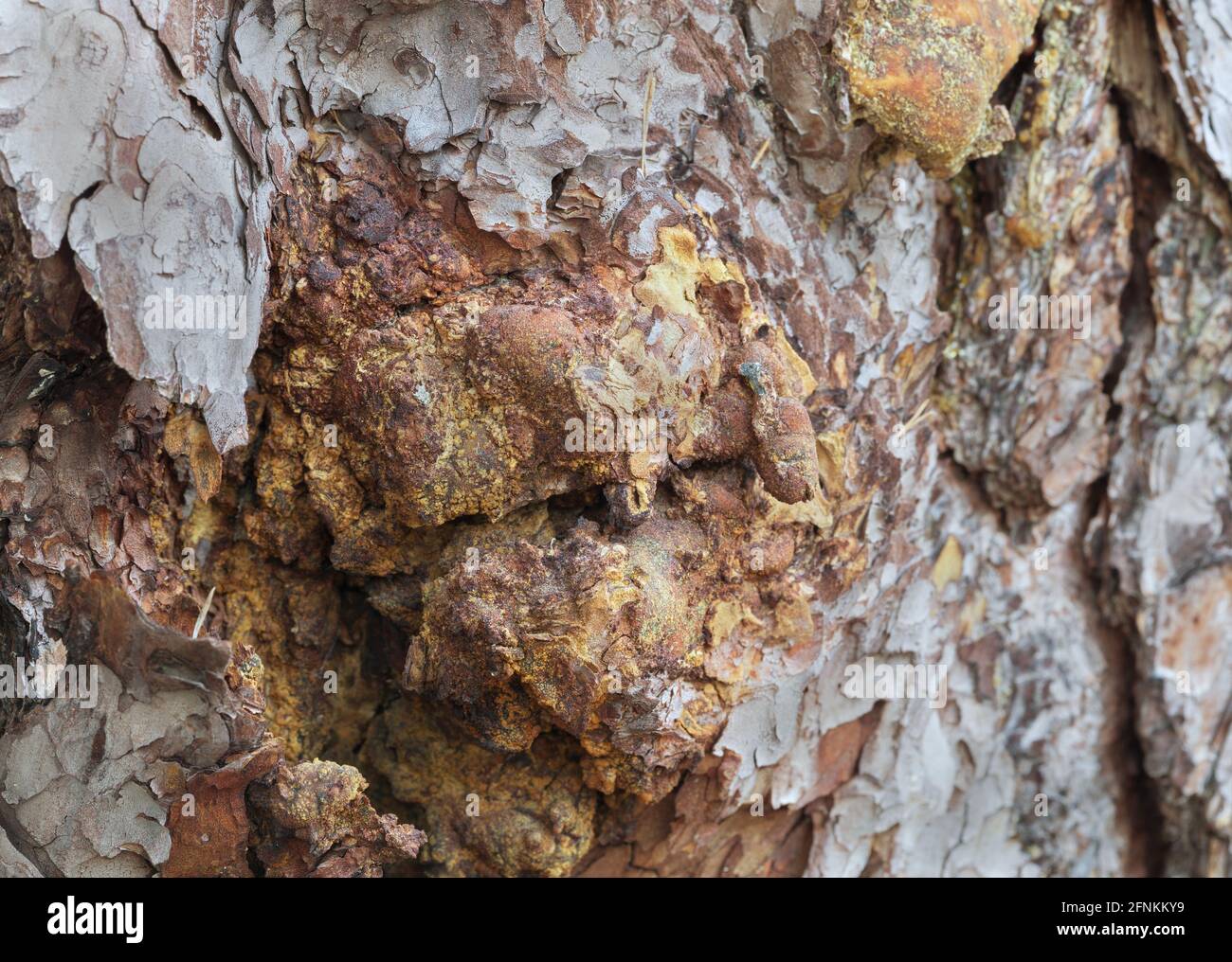 Pinus sylvestris resin hi-res stock photography and images - Alamy