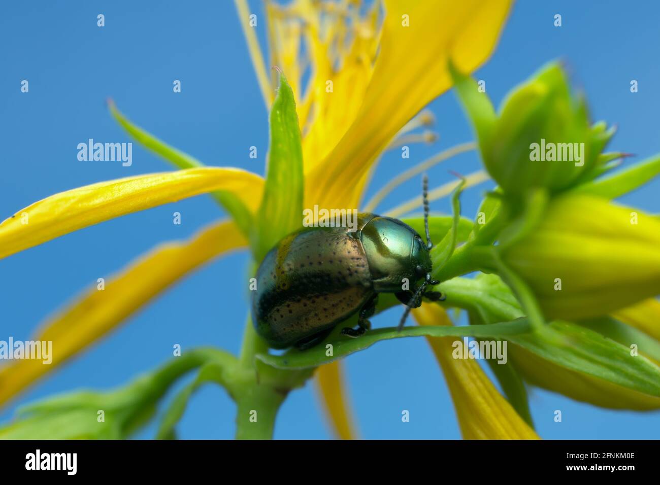 Lesser St John's wort beetle, Chrysolina hyperici on St John's wort ...