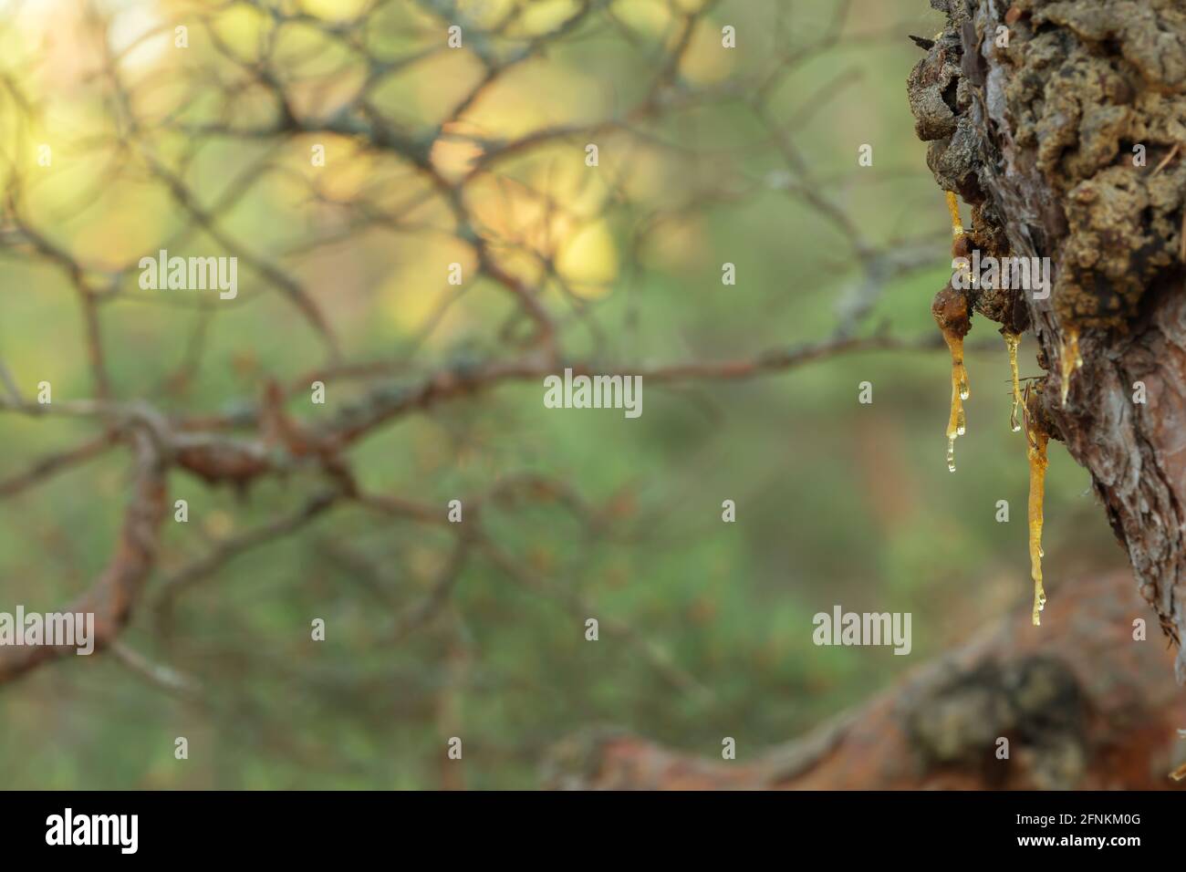 Resin on several hundred year old pine tree, sunlit forest in the ...