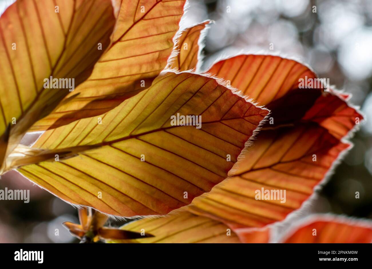 The Copper beech tree (Fagus sylvatica purpurea) leaves isolated, close ...