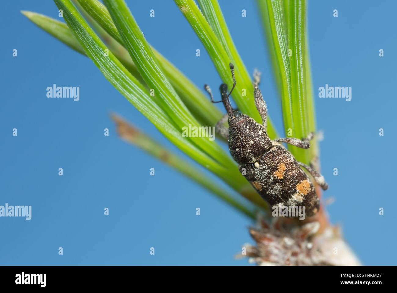 Blue weevil hi-res stock photography and images - Alamy