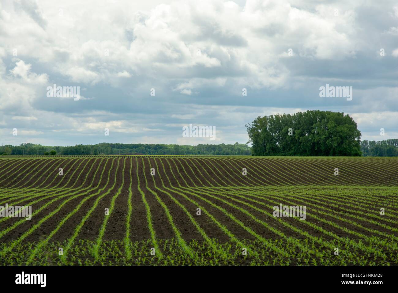 Corn field texture hi-res stock photography and images - Alamy