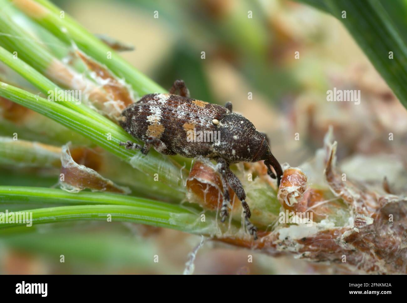 Pine weevil close up hi-res stock photography and images - Alamy