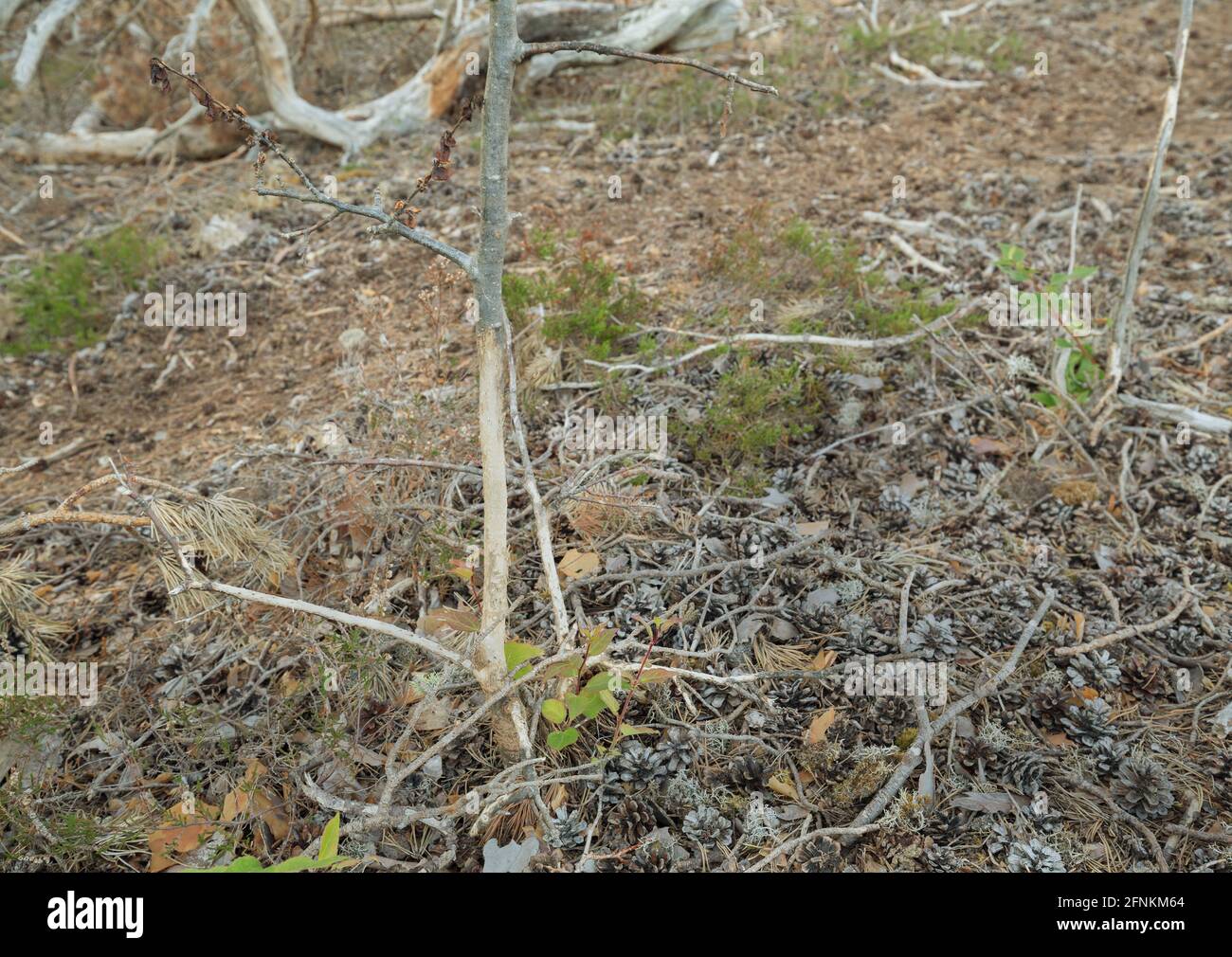 Damage on plant hi-res stock photography and images - Alamy