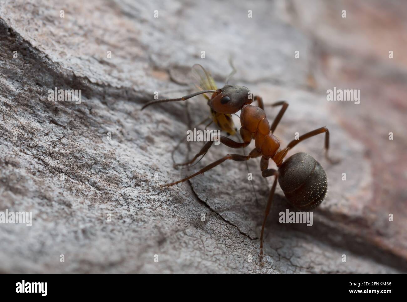 Wood ant, Formica with caught aphid Stock Photo - Alamy