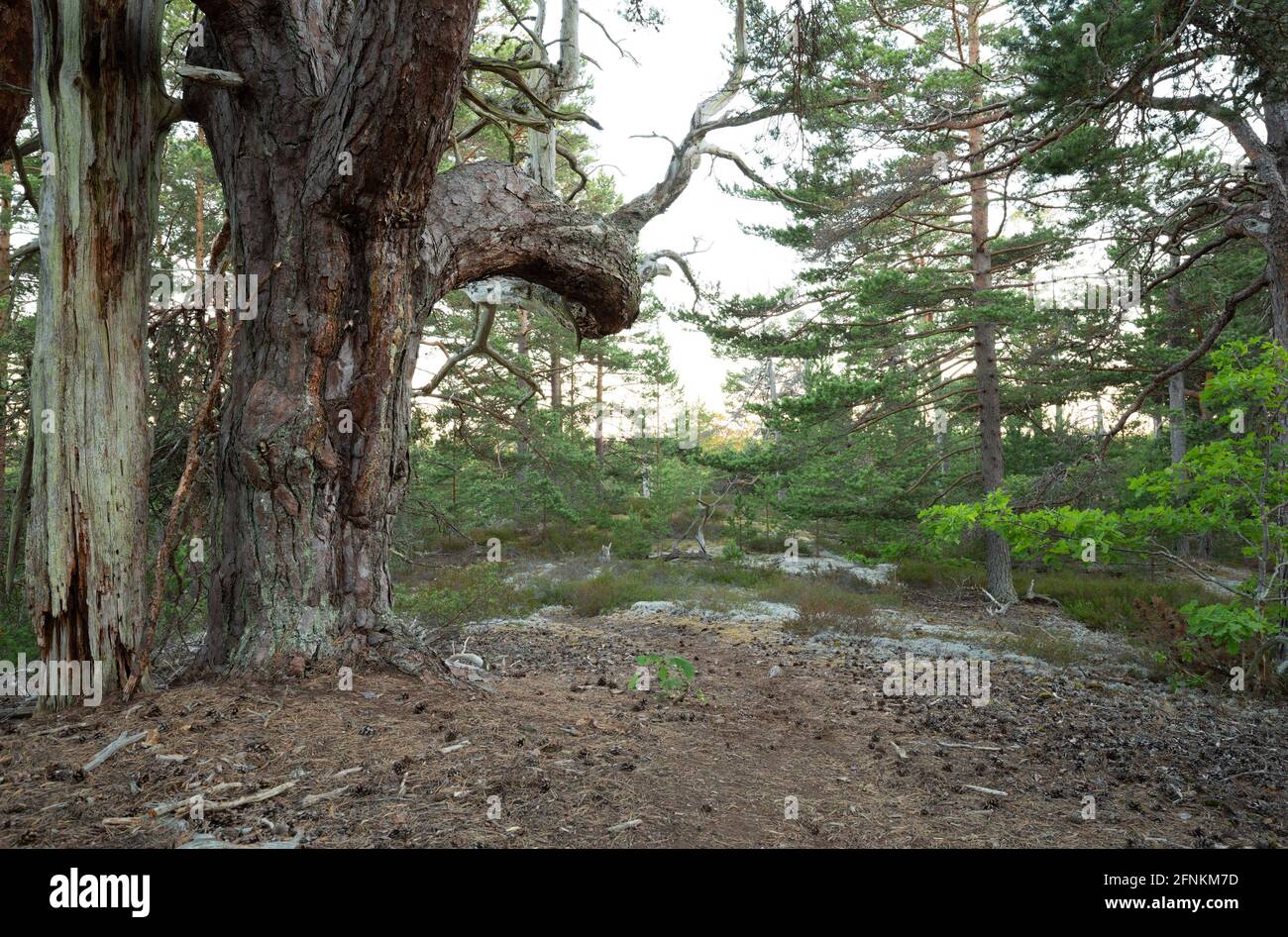 Old pine tree in an untouched forest in a nature reserve in sweden ...