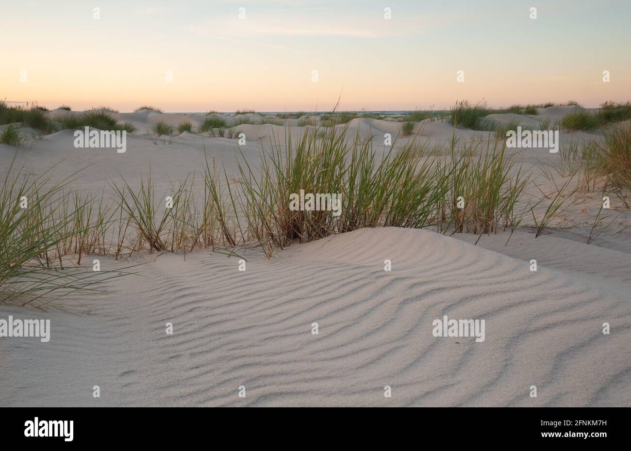 Grass growing in sand dunes at the beach of a swedish national park ...