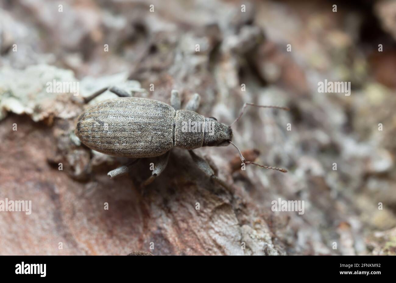 Pine weevil close up hi-res stock photography and images - Alamy