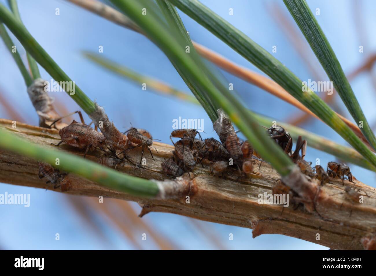 Pine bugs hi-res stock photography and images - Alamy