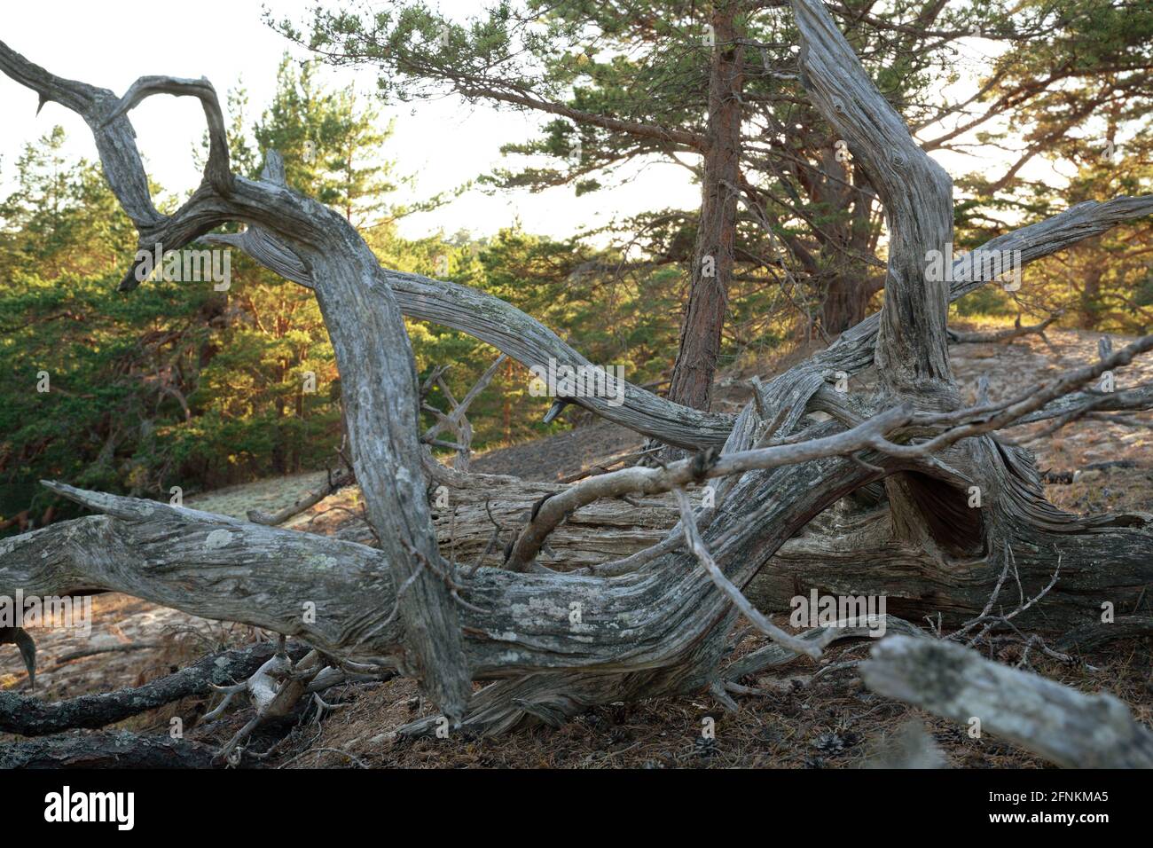Fallen pine in sandy environment in a national park in sweden Stock ...