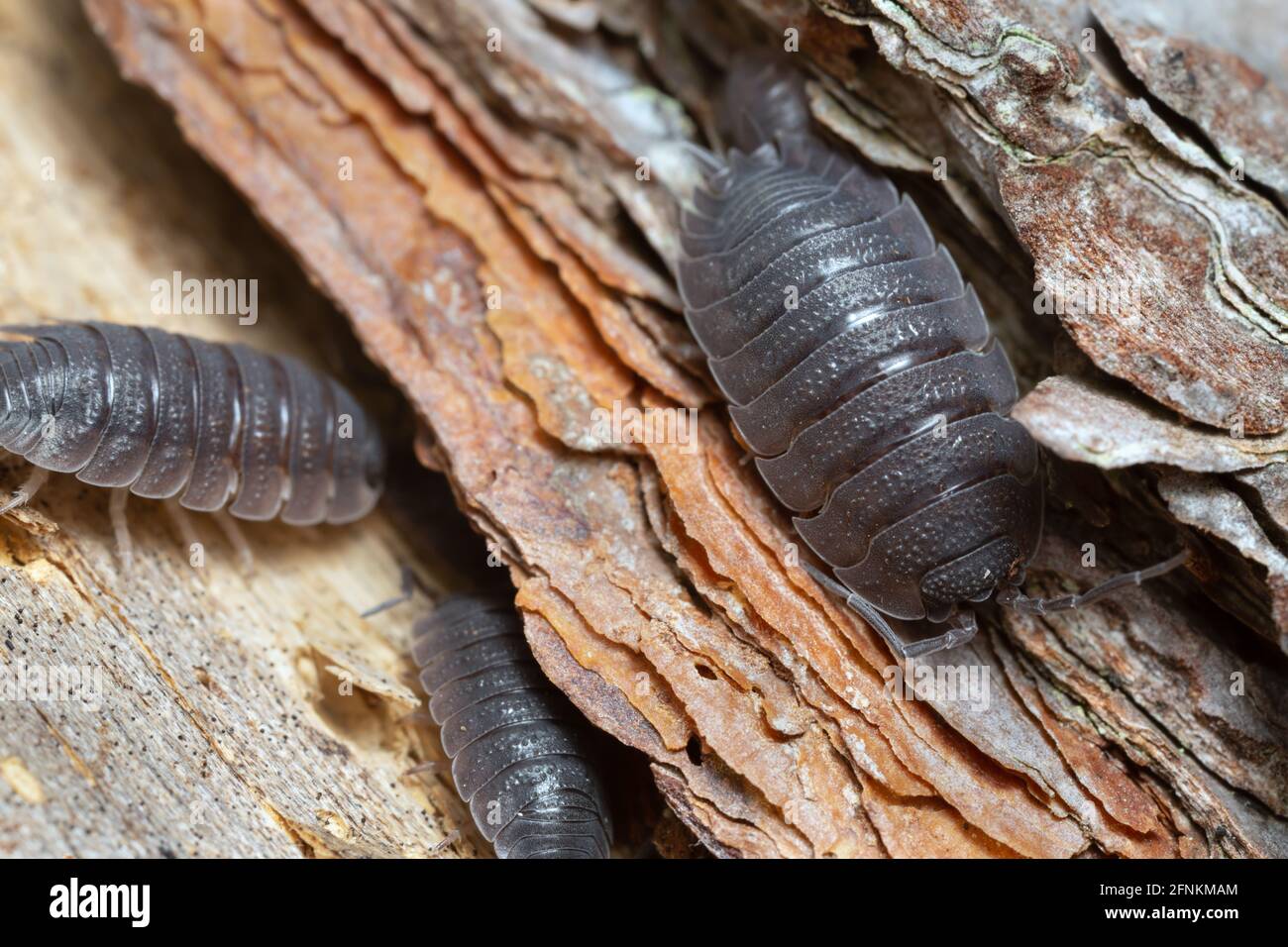 Common rough woodlouse, Porcellio scaber on wood Stock Photo - Alamy