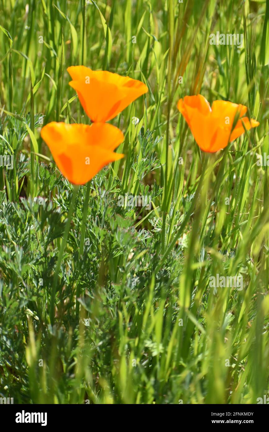 Orange wildflowers hi-res stock photography and images - Alamy