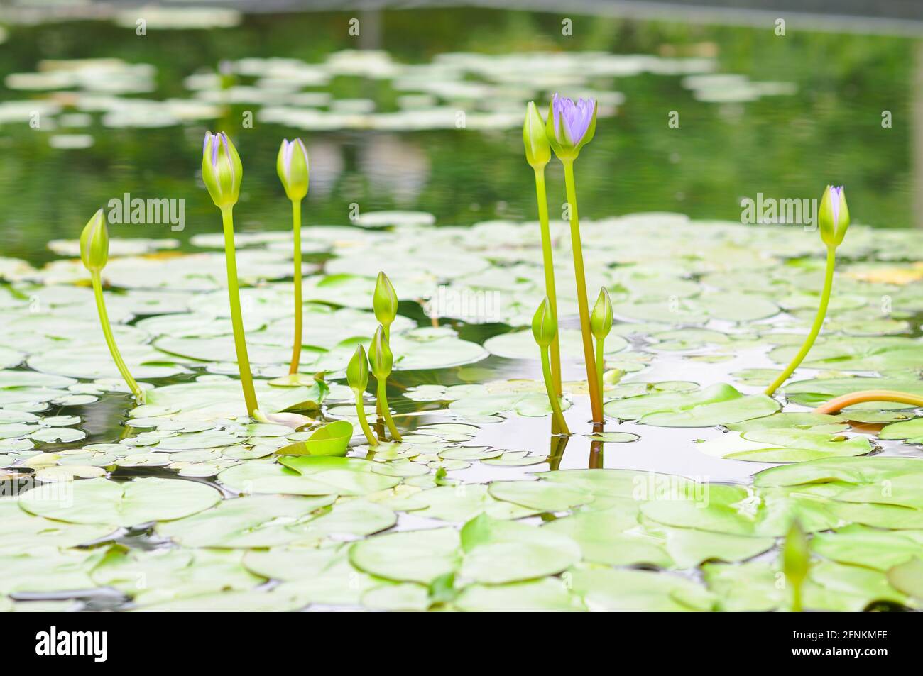 Purple Water Lily Buds Stock Photo - Alamy