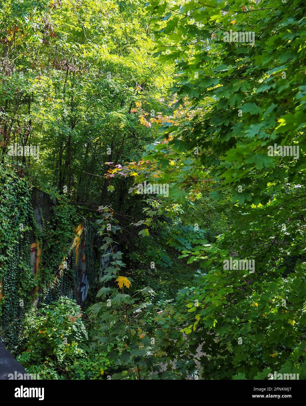 Sunlight streams into a wooded, urban gully full of thick, vibrant ...