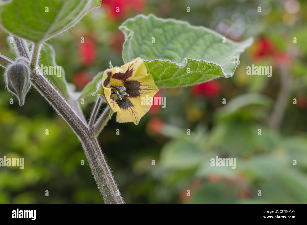 Physalis peruviana plant hi-res stock photography and images - Alamy