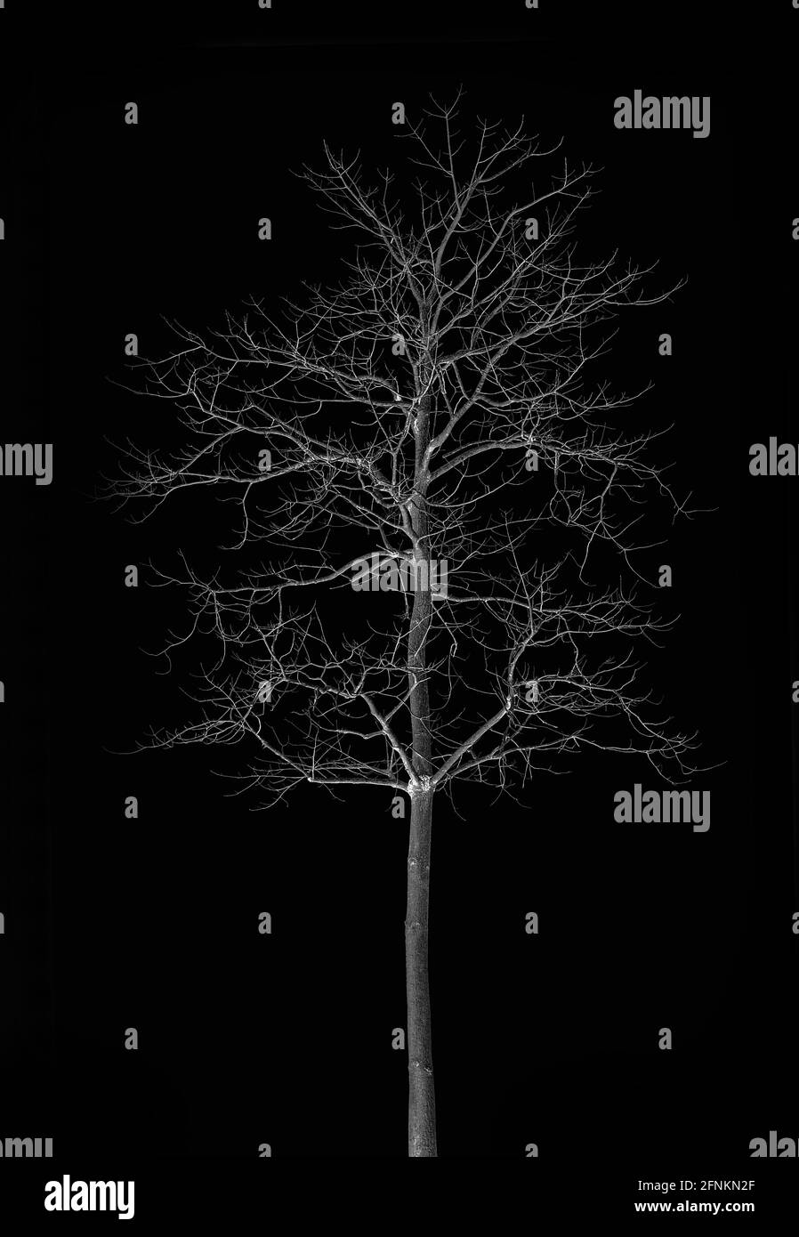 woodland isolated on black background Stock Photo - Alamy