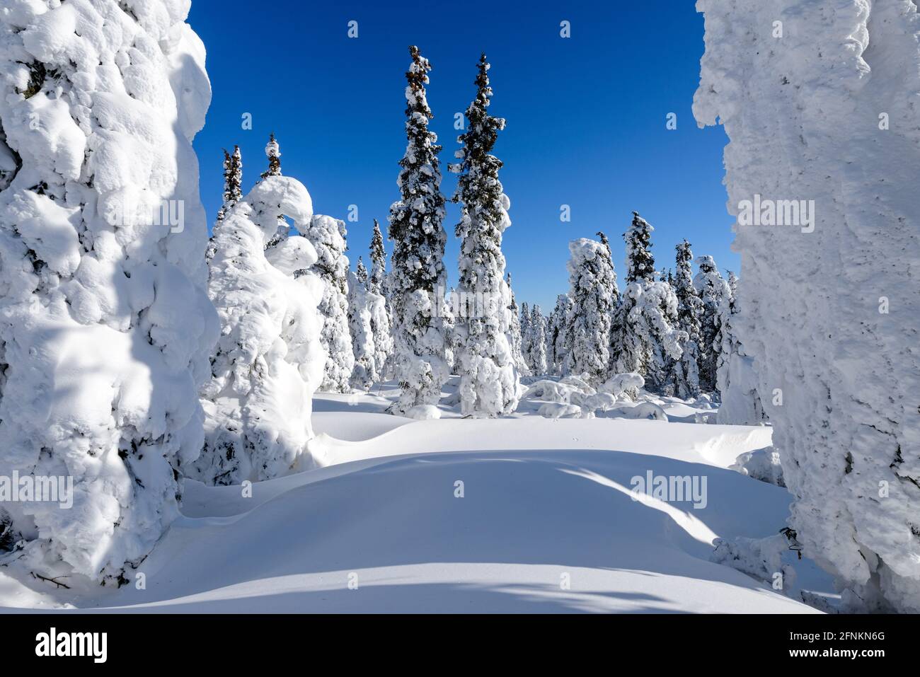 Frozen trees on the Dalton Highway, Alaska Stock Photo - Alamy