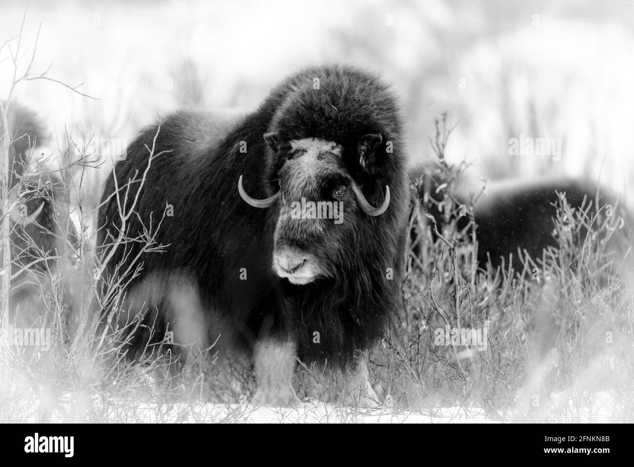 In a snow storm Black and White Stock Photos & Images - Alamy