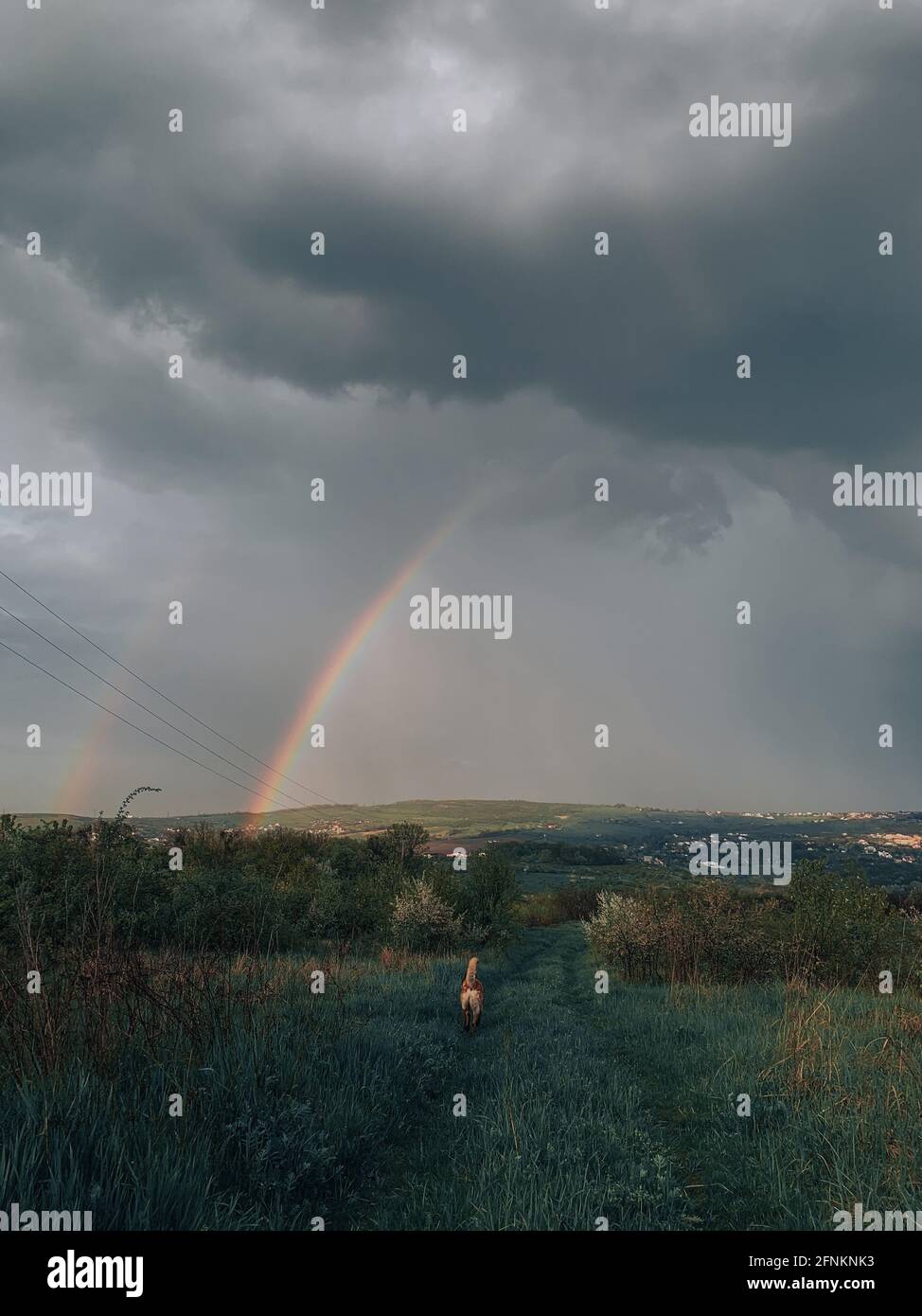 Rear view of a dog walking on the field with a rainbow background under ...