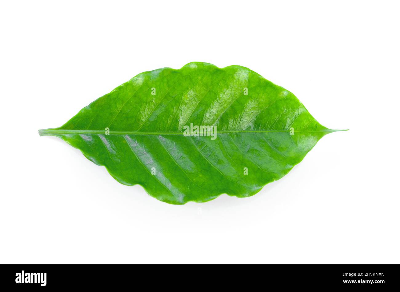 fresh green coffee leaves isolated on white Stock Photo - Alamy