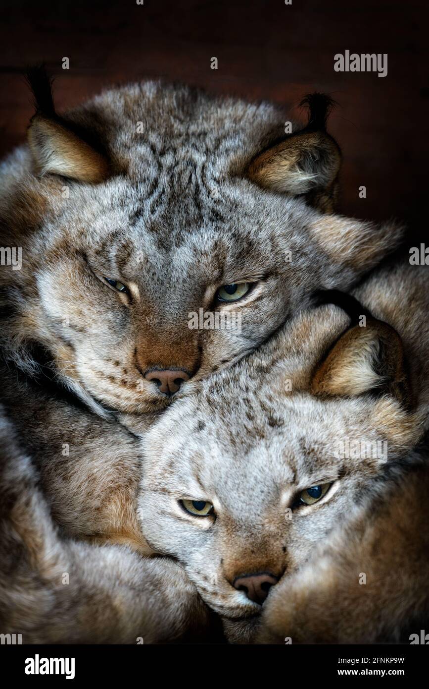 Alaska wildlife conservation centre. Lynx Stock Photo - Alamy