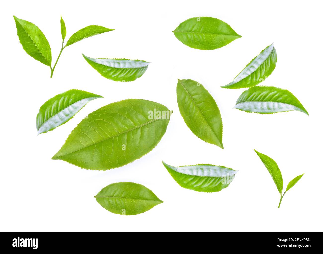 Green tea leaf collection isolated on white background Stock Photo - Alamy