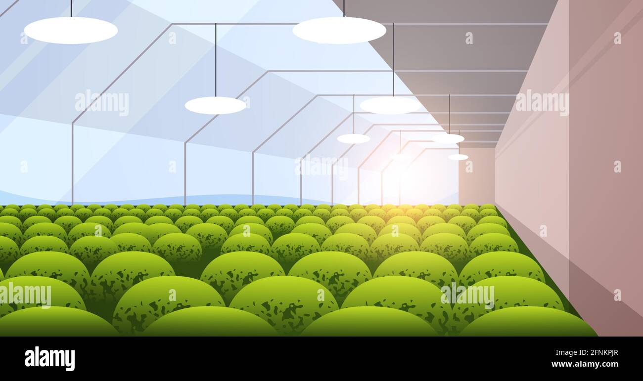 industrial plantation growing plants smart farming agribusiness concept ...