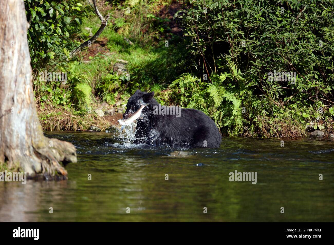 Black bears in their natural habitat. Redoubt Bay, Alaska Stock Photo ...