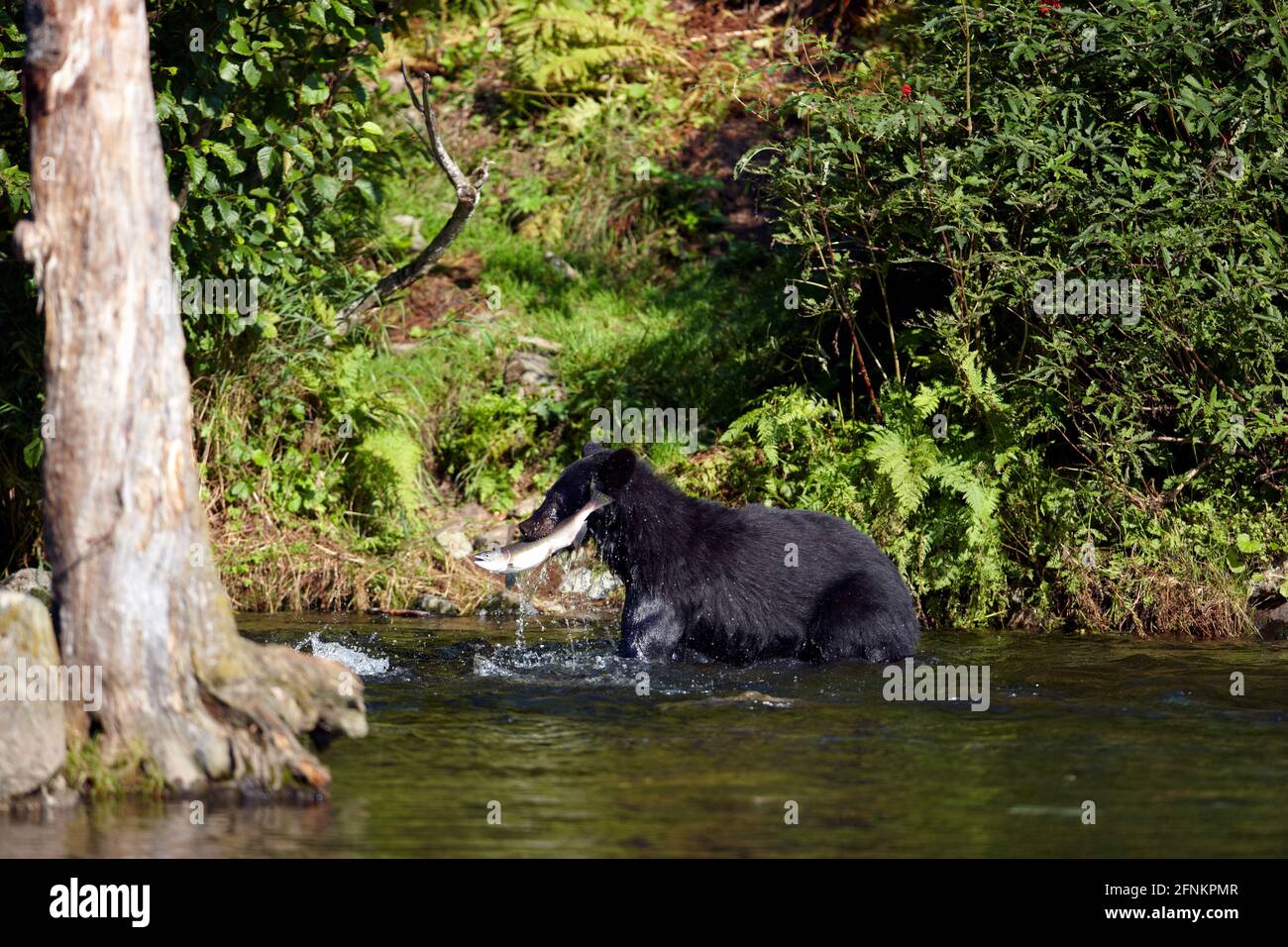 Black bears in their natural habitat. Redoubt Bay, Alaska Stock Photo ...