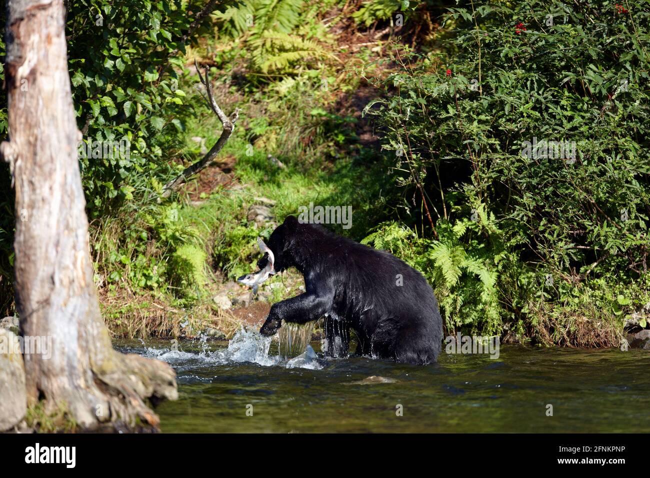 Black bears in their natural habitat. Redoubt Bay, Alaska Stock Photo ...