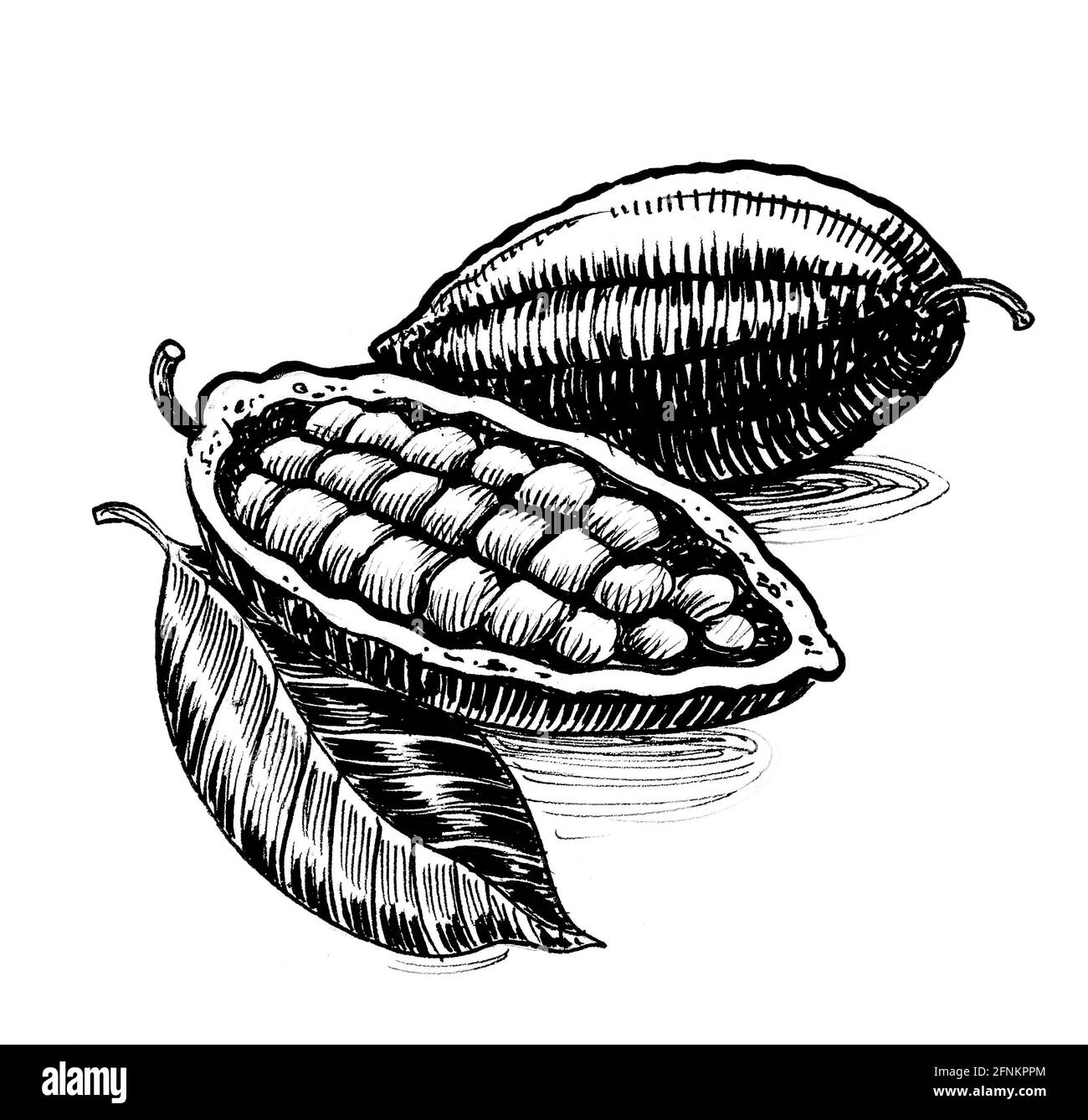 Cacao beans. Ink black and white drawing Stock Photo - Alamy