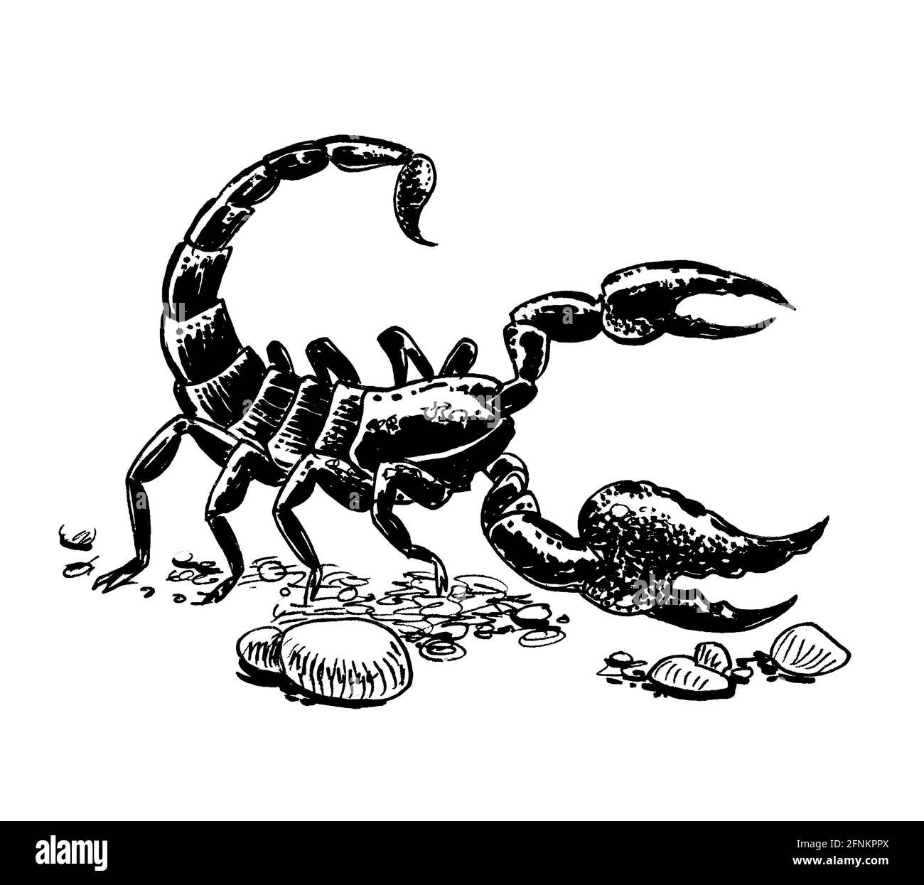Desert Scorpion Drawing