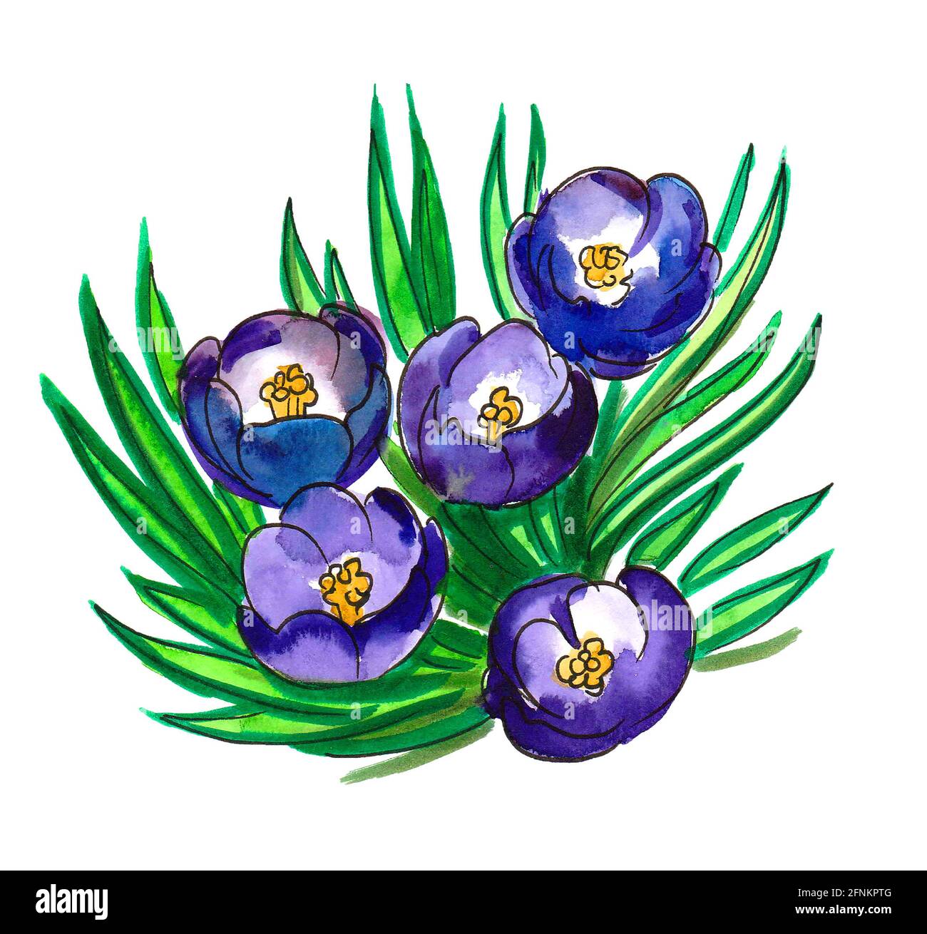 Blossoming purple flowers and green leaves. Ink and watercolor drawing ...