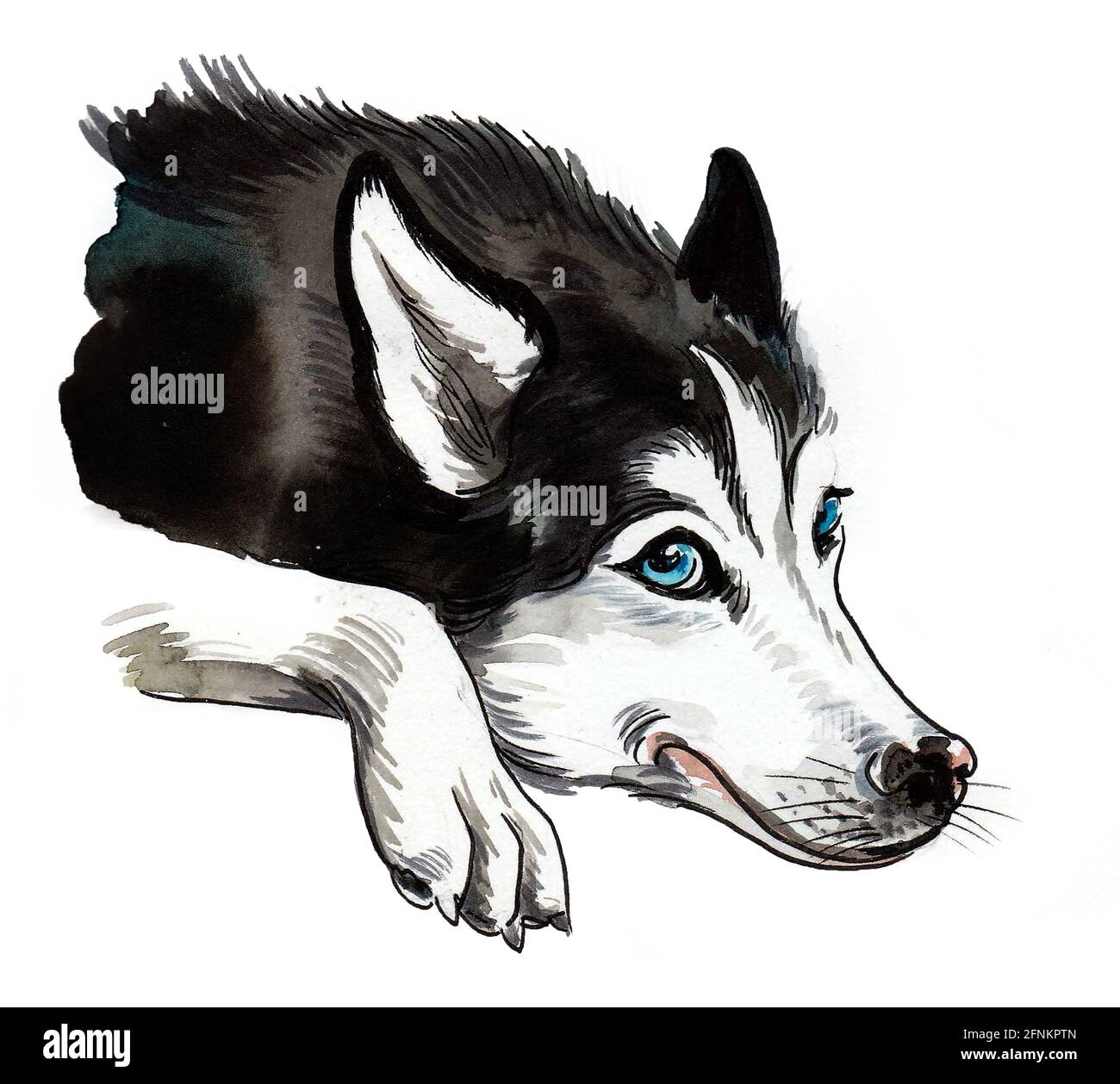 Happy smiling hasky dog portrait. Ink and watercolor drawing Stock ...