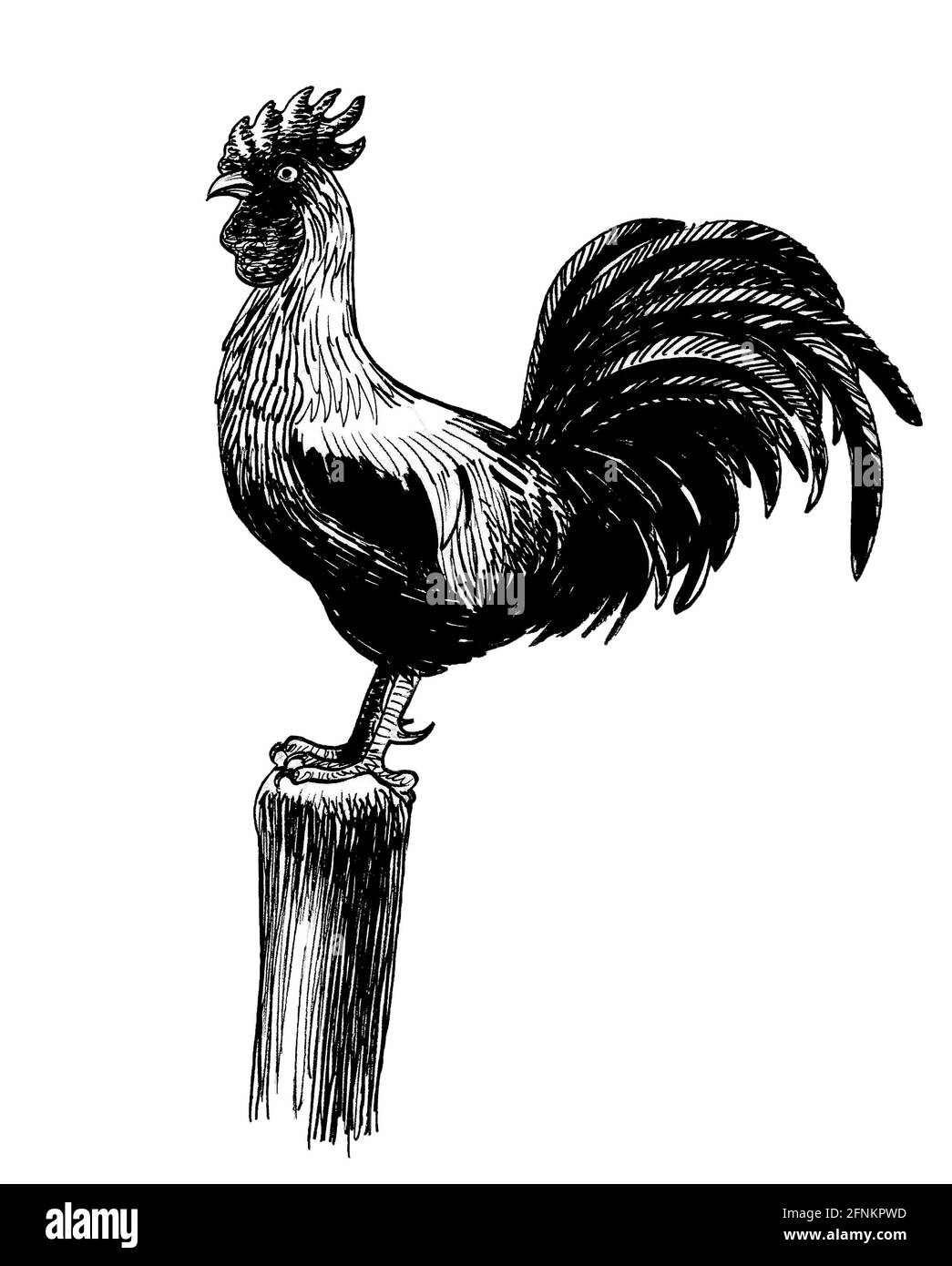 Sitting rooster bird. Ink black and white drawing Stock Photo - Alamy