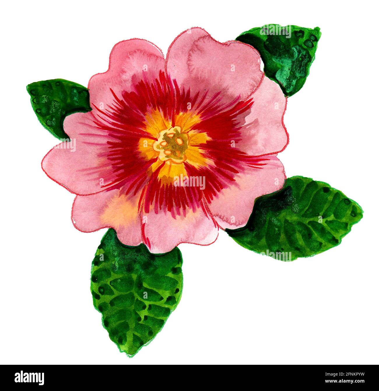 Pink blossoming flower. Ink and watercolor drawing Stock Photo - Alamy