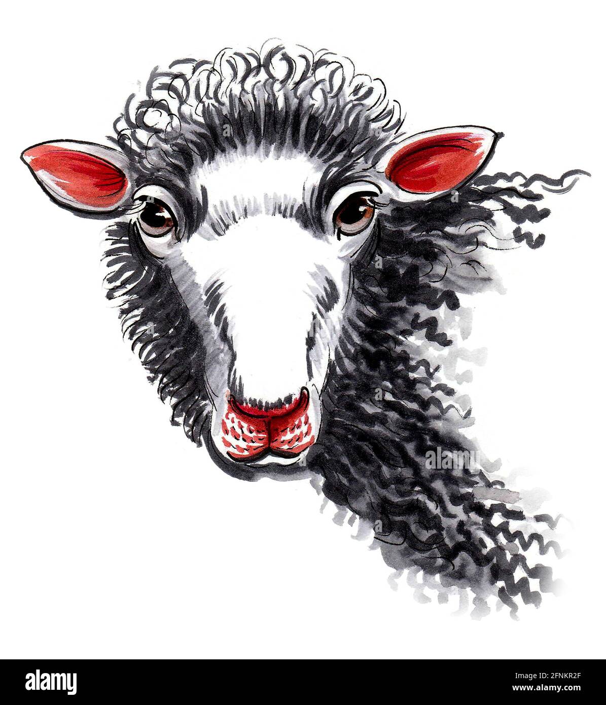 White sheep head. Ink and watercolor drawing Stock Photo - Alamy
