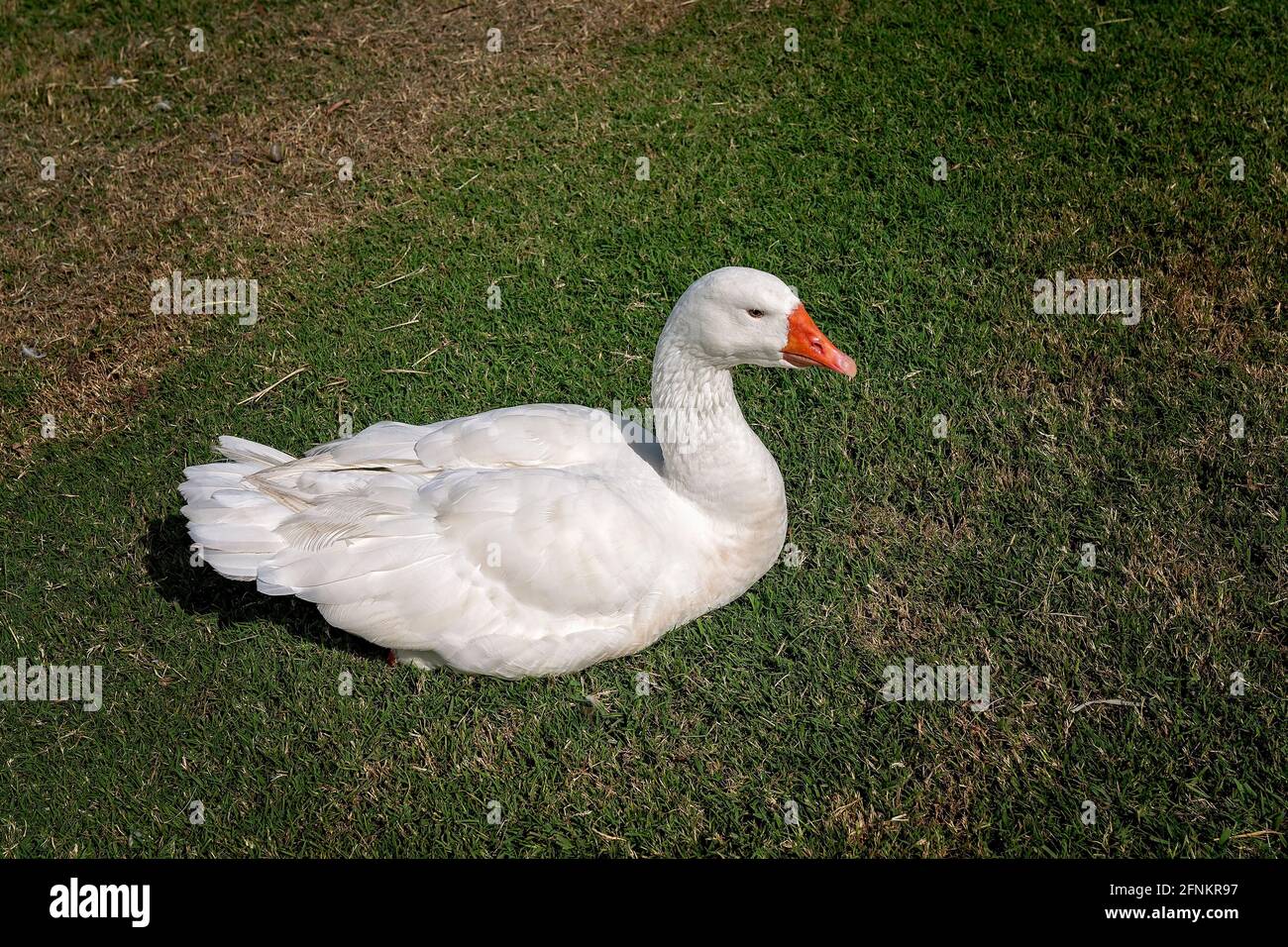 A grey goose sitting on green grass Stock Photo - Alamy
