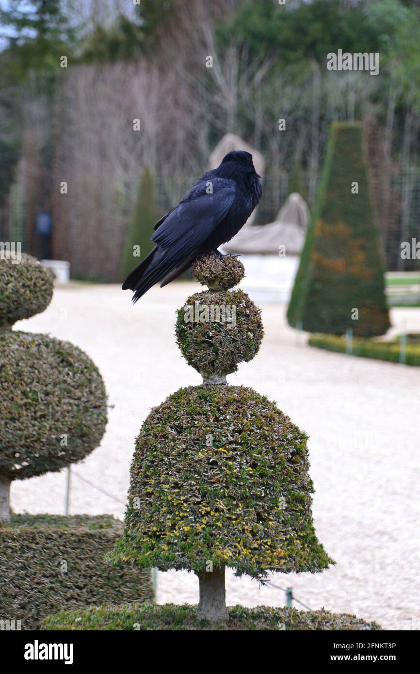 Selective focus of a common raven perching on a trimmed plant in a park ...