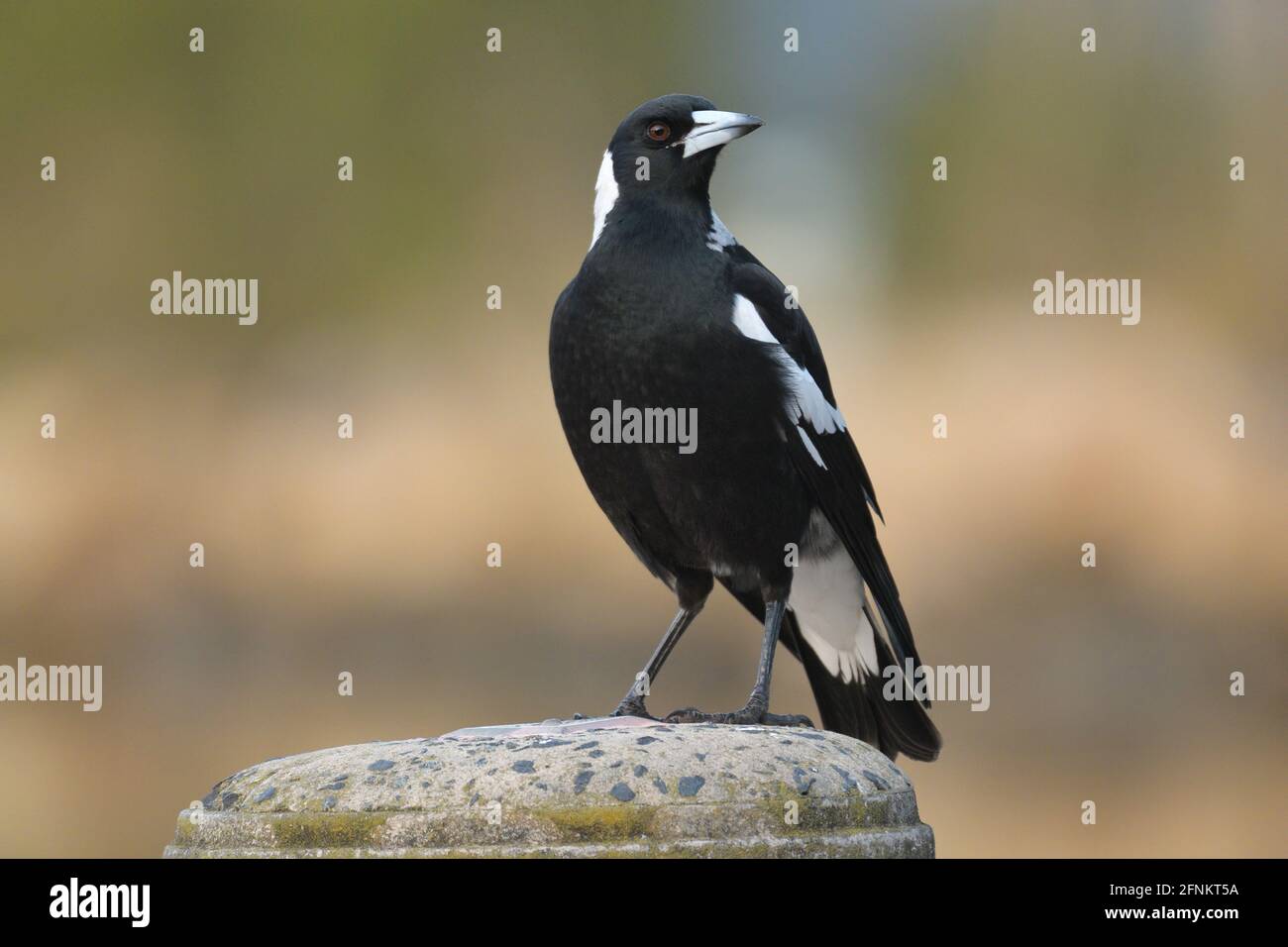 An Australian Magpie bird standing on a post in eastern Australia Stock ...