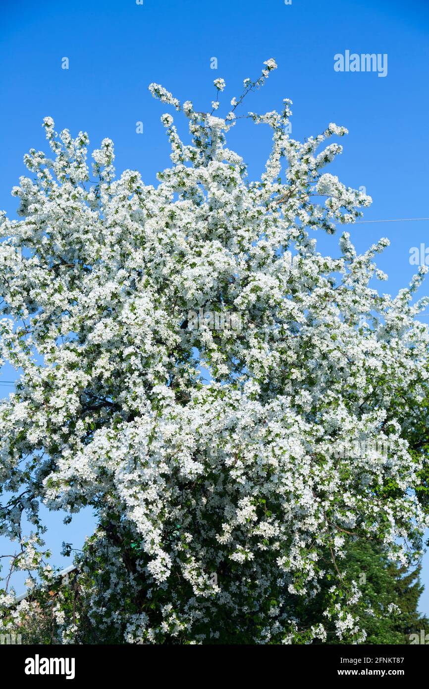 A dense apple bush blooms in early spring in early May against a blue ...
